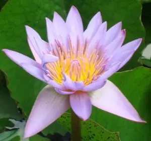Lotus Flower symbol of purity, rebirth, culture, enlightenment ...
